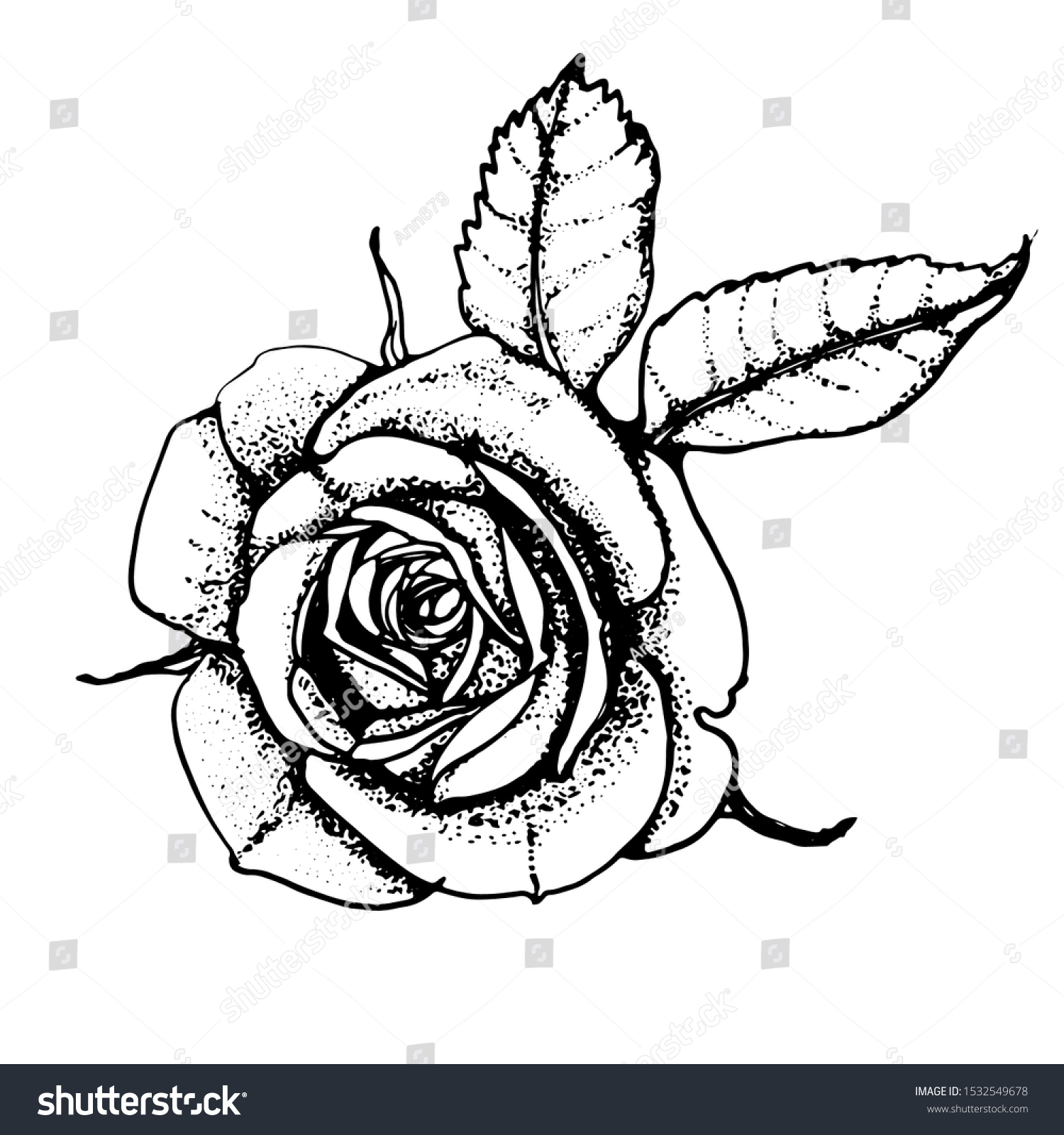 Rose Hand Drawing Ink Vector Isolated Stock Vector (Royalty Free ...