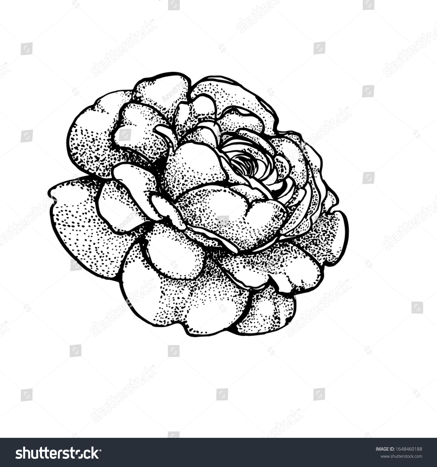 Rose Hand Drawing Isolated On White Stock Vector (Royalty Free) 1648460188