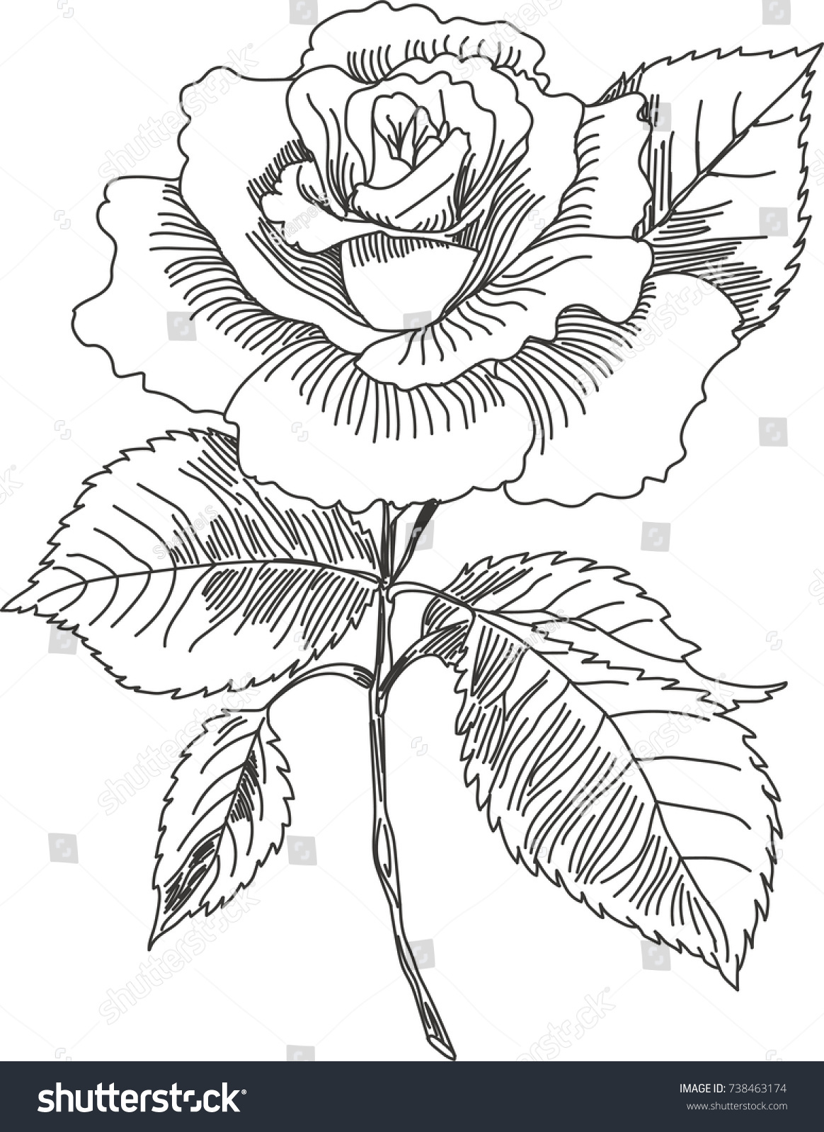 Rose Line Drawing Vector Illustration Stock Vector (Royalty Free ...