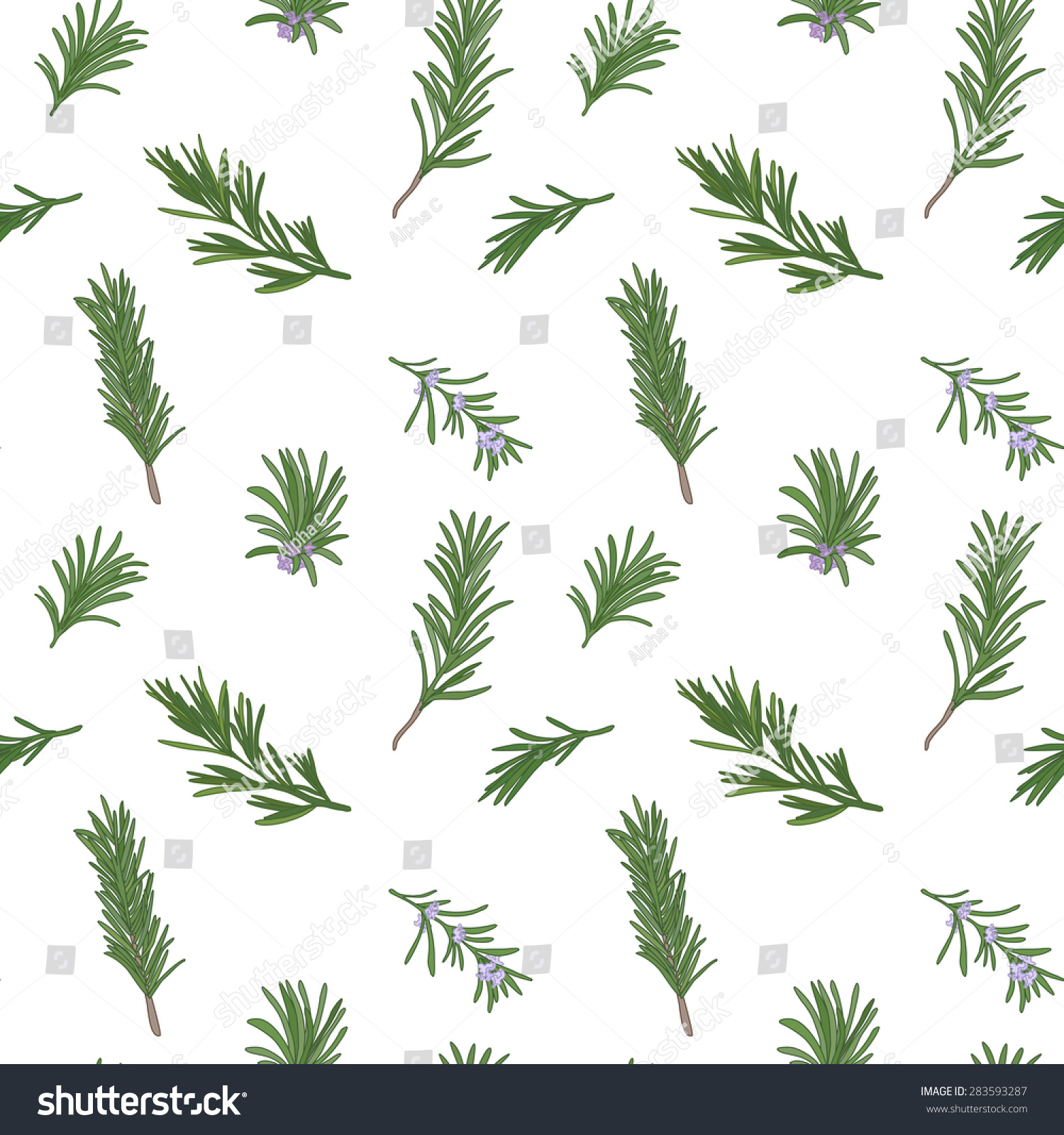 Rosemary Seamless Pattern Sample Swatch Panel Stock Vector (Royalty ...