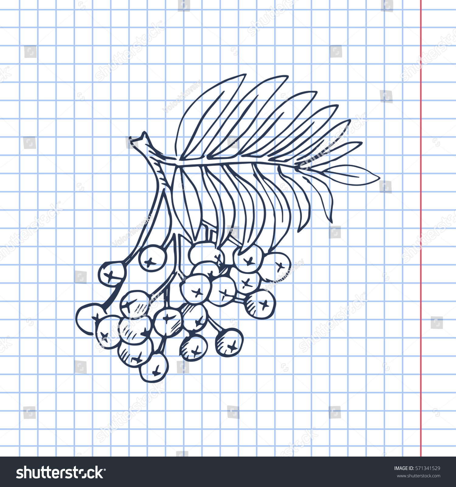 Rowan Vector Sketch Stock Vector (Royalty Free) 571341529 | Shutterstock