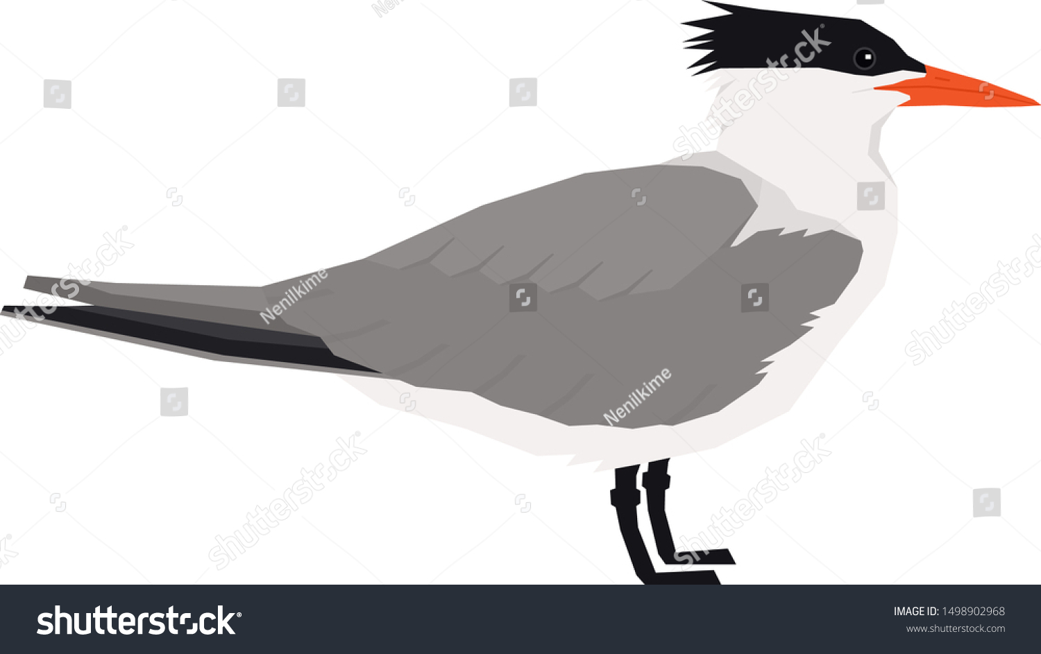 12 Royal tern Stock Vectors, Images & Vector Art | Shutterstock