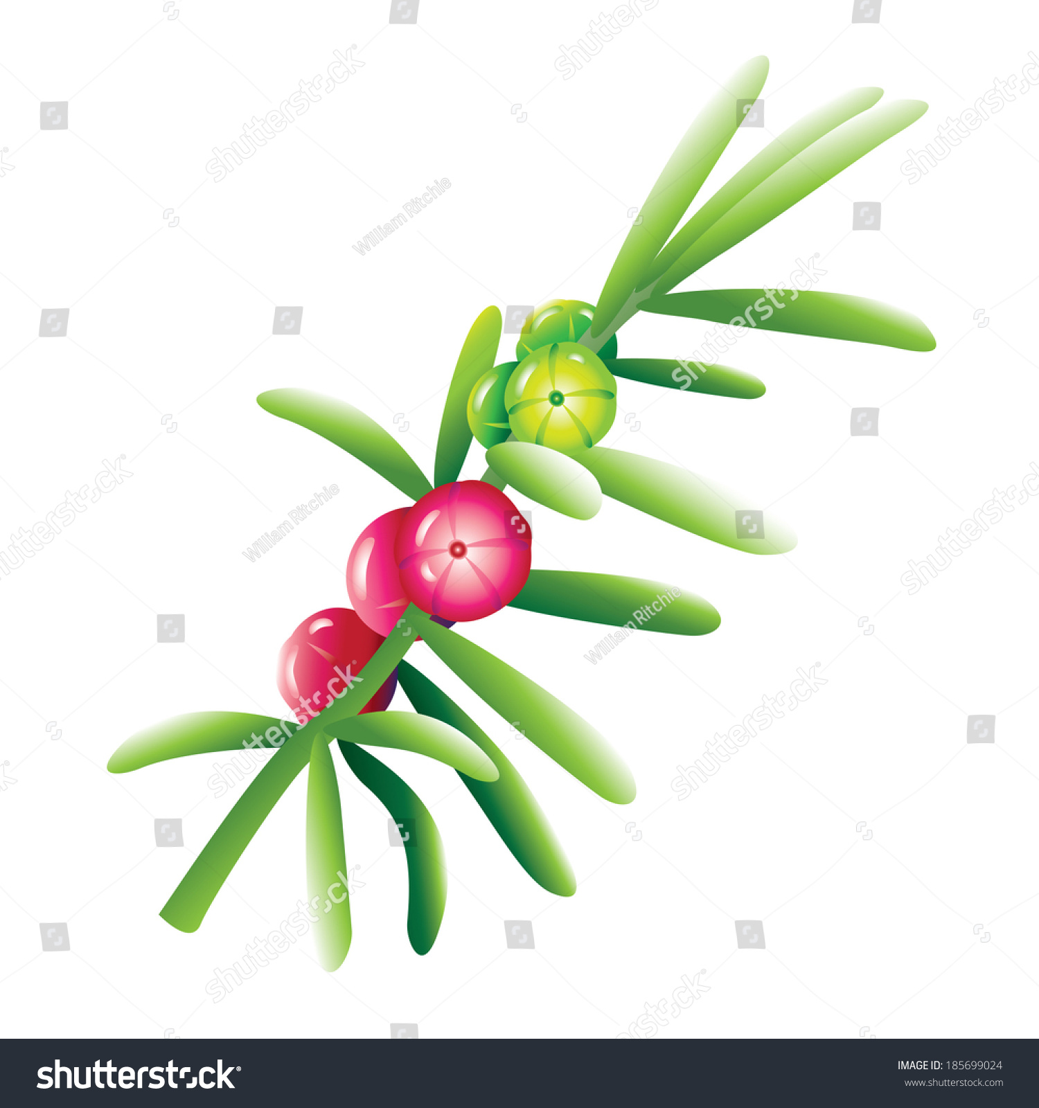 Ruby Saltbush Enchylaena Tomentosa Vector: vector de stock (libre de ...
