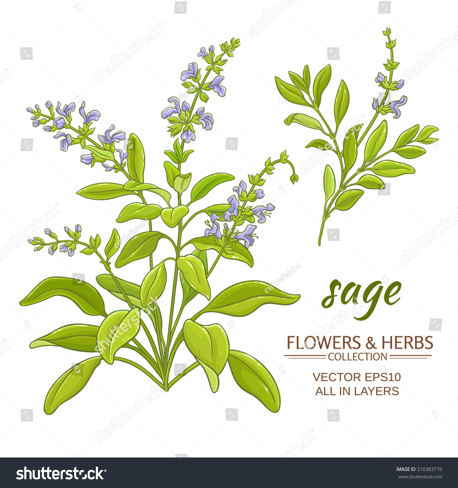 Sage Vector Illustration Stock Vector (Royalty Free) 510383776