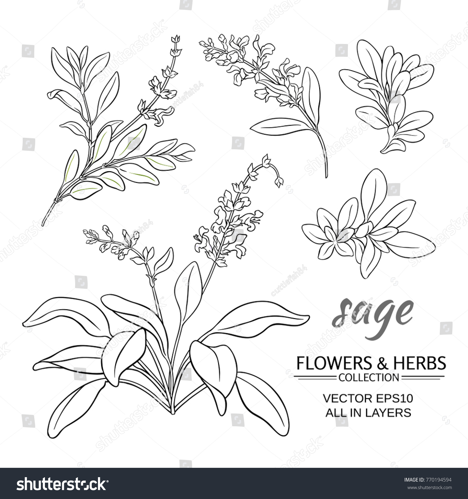 Sage Vector Set Stock Vector (Royalty Free) 770194594