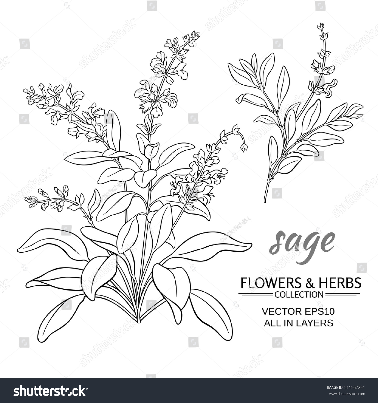 Sage Vector Set On White Background Stock Vector (Royalty Free ...