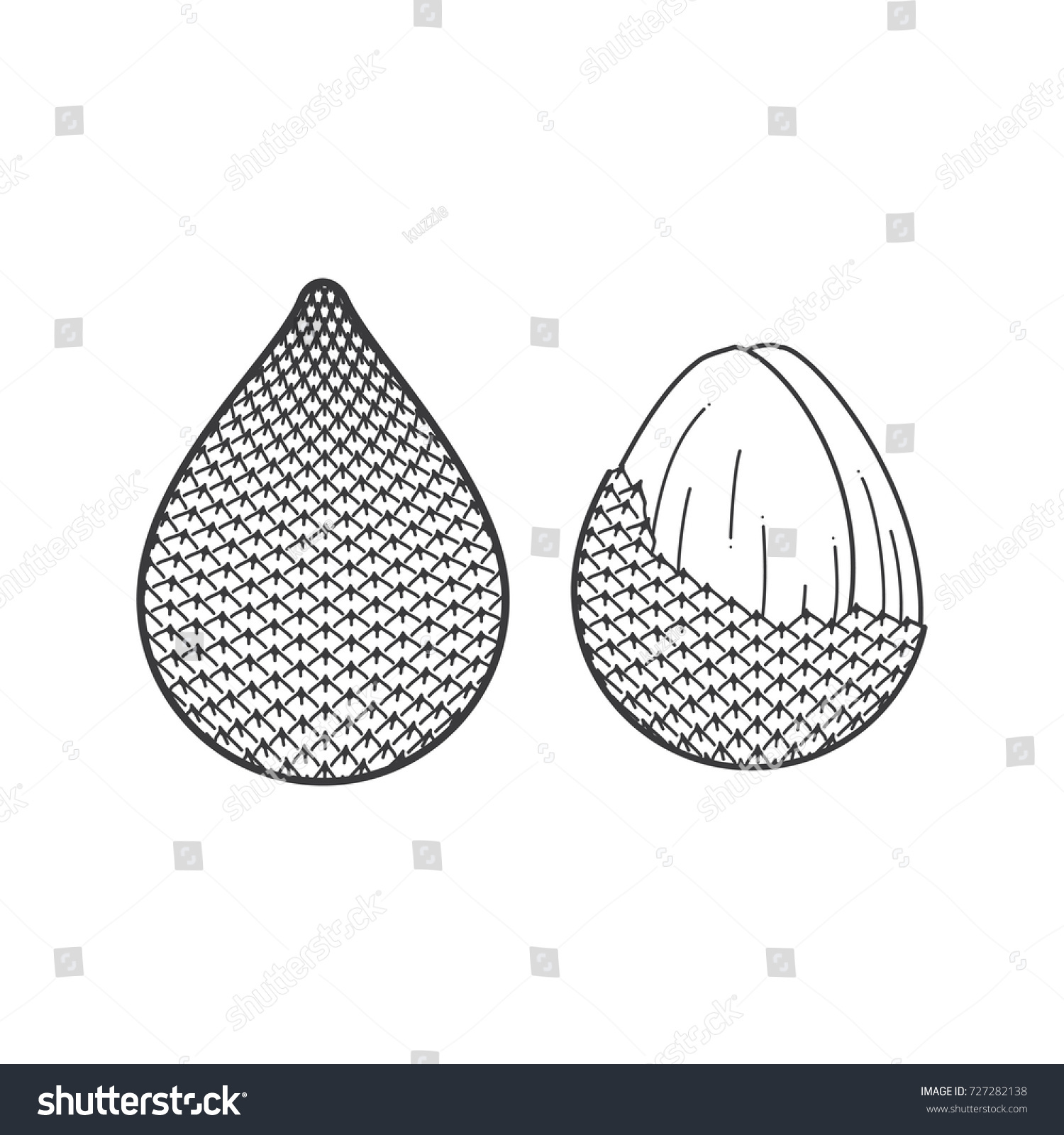 Vektor Stok Salak Fruit Vector Line Illustration (Tanpa Royalti ...