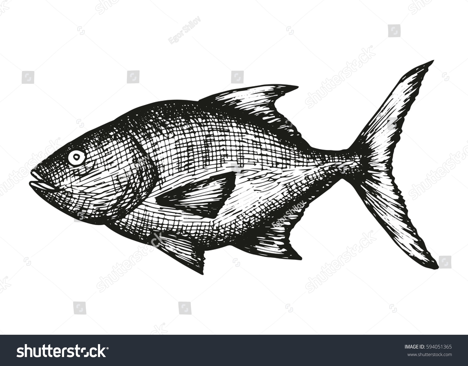 Saltwater Fish Sketch Vector: เวกเตอร์สต็อก (ปลอดค่าลิขสิทธิ์ ...