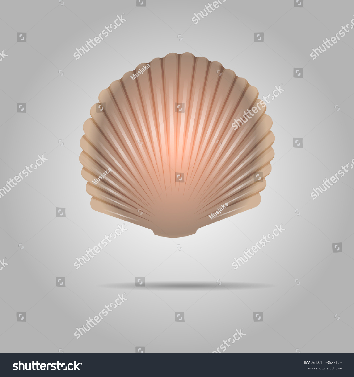 Scallop Seashell Vector Scallops Shell Isolated Stock Vector (Royalty ...