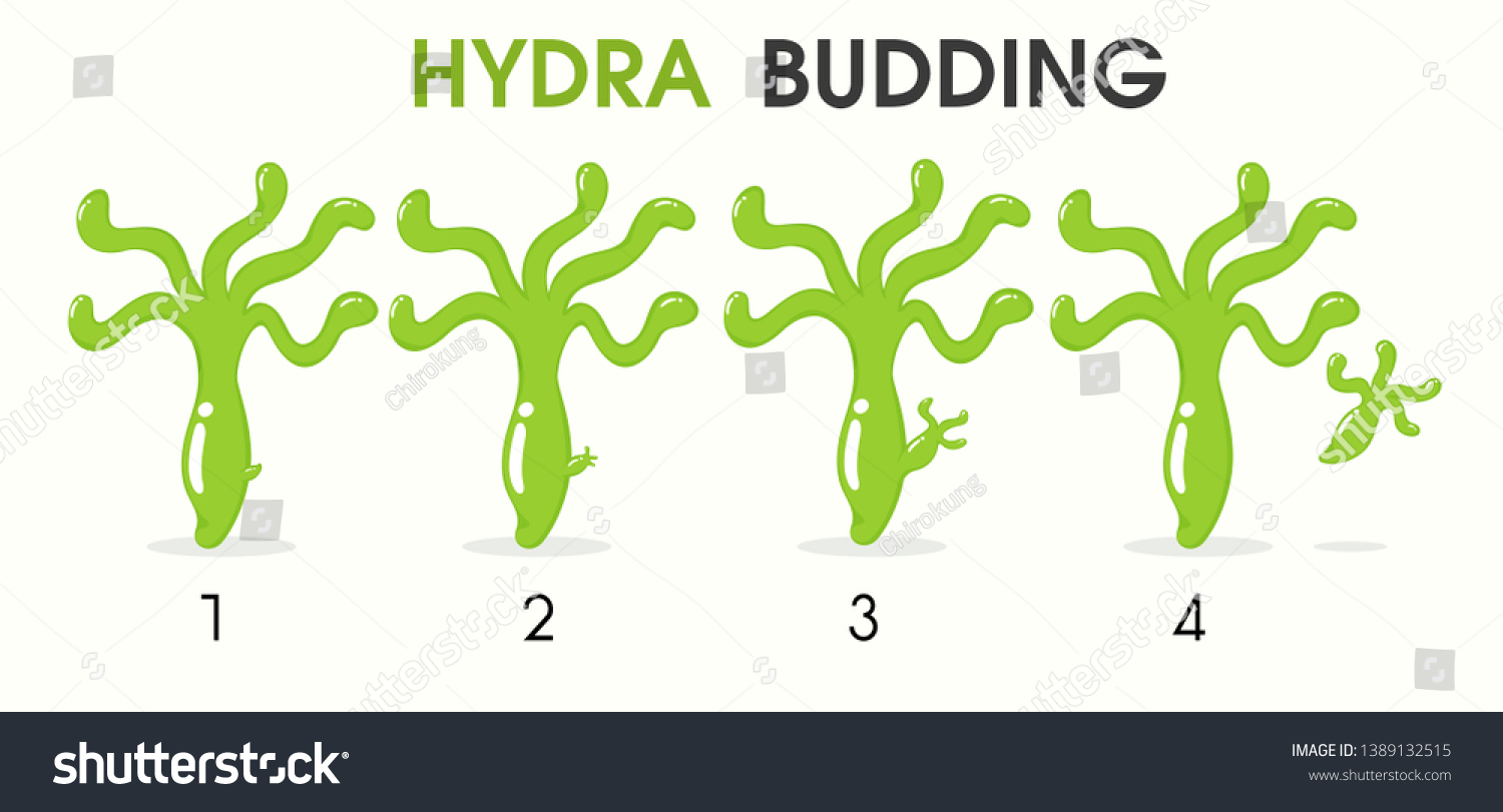 621 Hydra biology Images, Stock Photos & Vectors | Shutterstock
