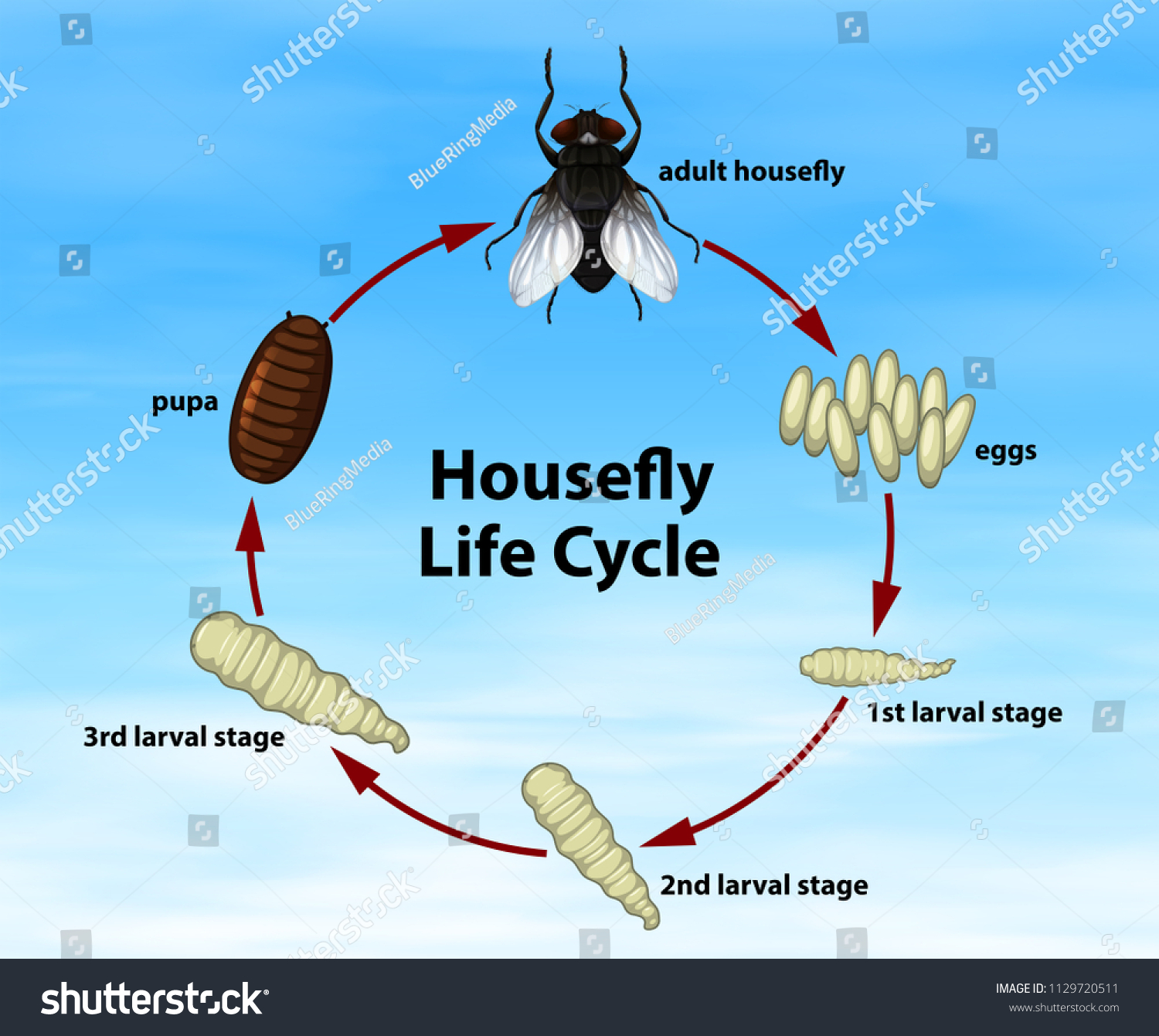 Science Housefly Life Cycle Illustration Stock Vector (Royalty Free ... Science Housefly Life Cycle Illustration Stock Vector (Royalty Free ...