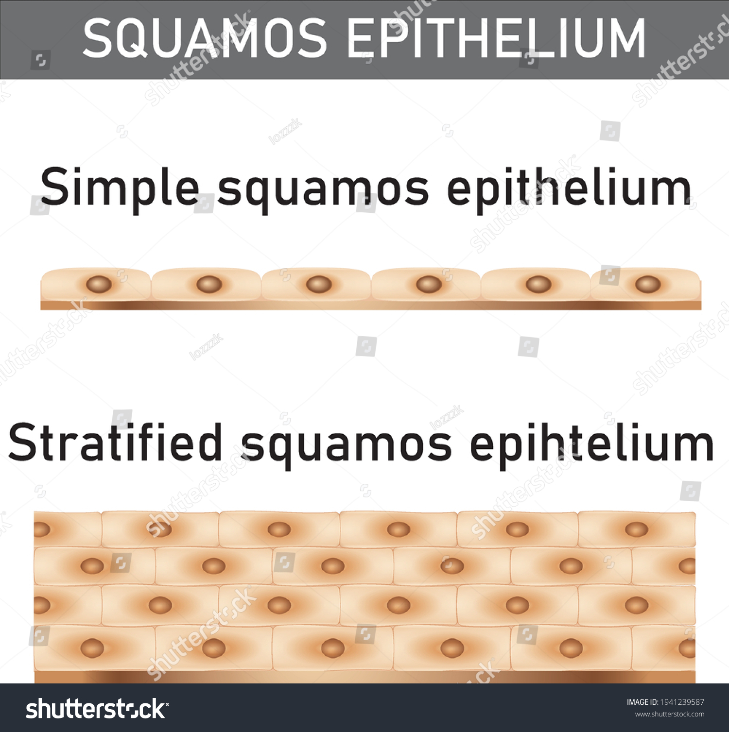 Scientific Medical Illustration Epithelium Structure Types Stock Vector ... Scientific Medical Illustration Epithelium Structure Types Stock Vector ...