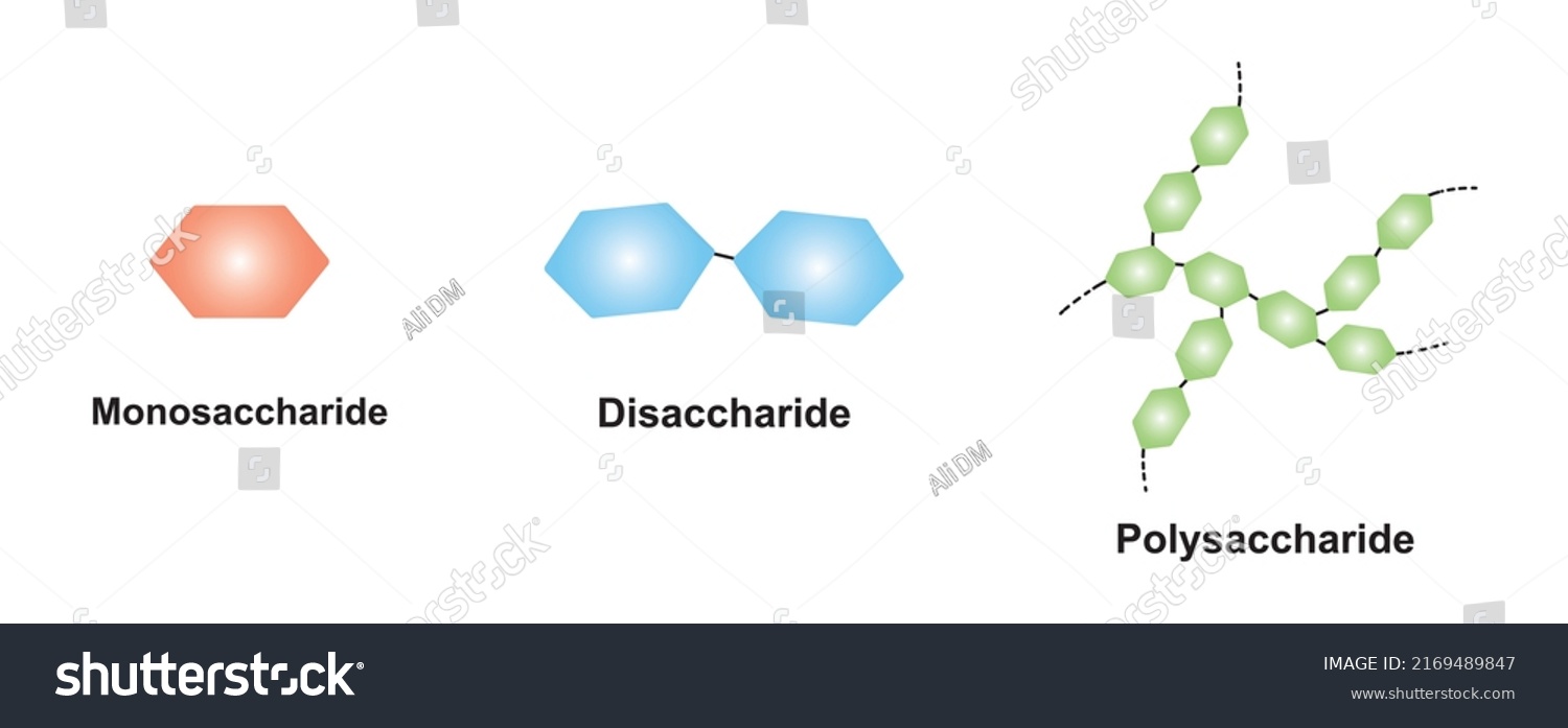 Scientific Designing Differences Between Monosaccharide Disaccharide ... Scientific Designing Differences Between Monosaccharide Disaccharide ...