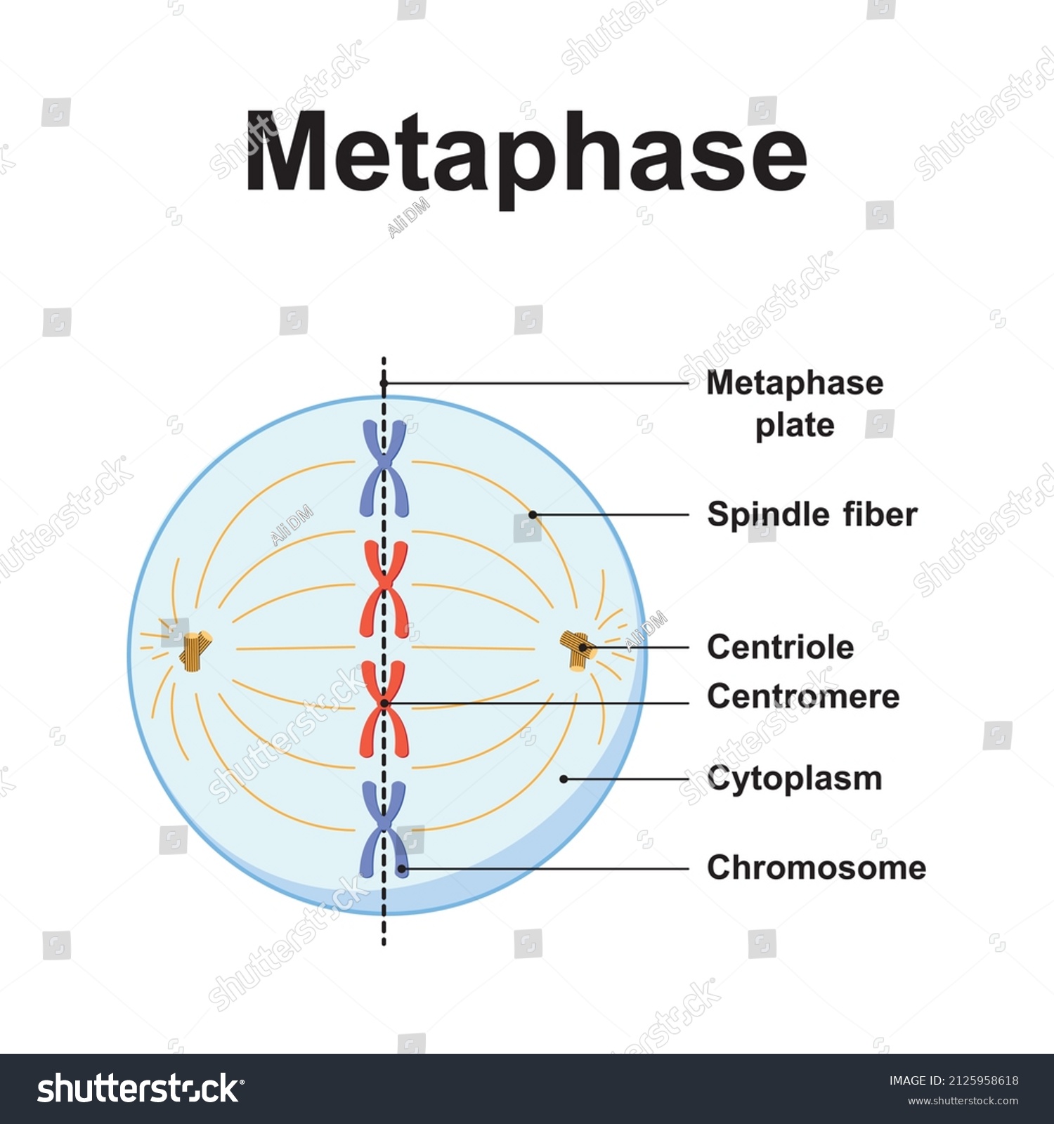 Scientific Designing Metaphase Second Stage Mitosis: vetor stock (livre ... Scientific Designing Metaphase Second Stage Mitosis: vetor stock (livre ...