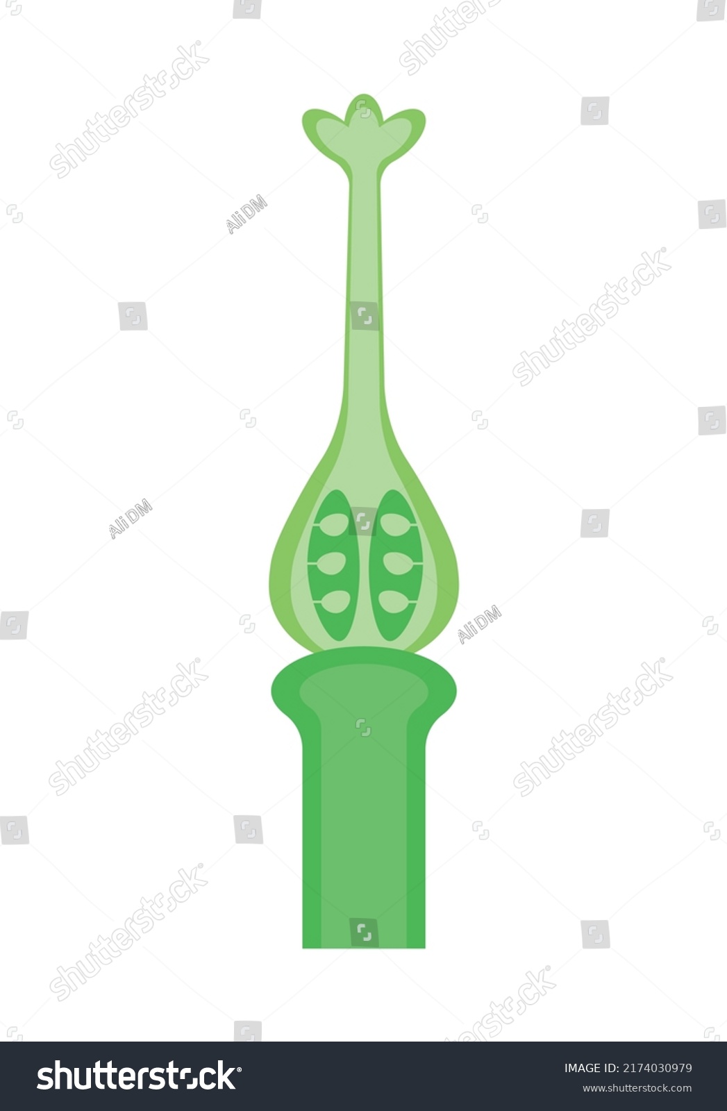 Scientific Designing Pistil Structure Female Reproductive Stock Vector ... Scientific Designing Pistil Structure Female Reproductive Stock Vector ...