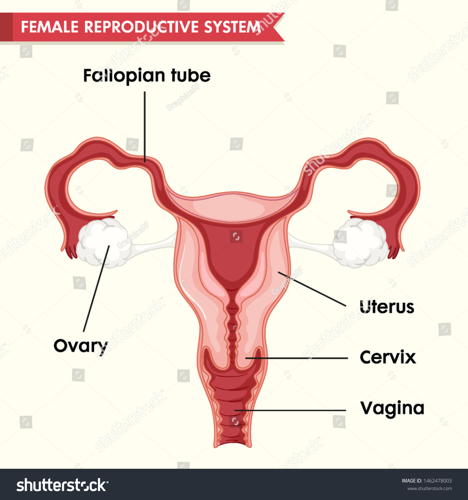 Scientific Medical Illustration Female Repoductive System Stock Vector ... Scientific Medical Illustration Female Repoductive System Stock Vector ...