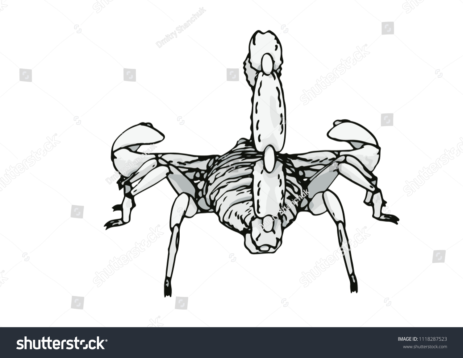 Scorpion Vector Outline Stock Vector (Royalty Free) 1118287523 ...