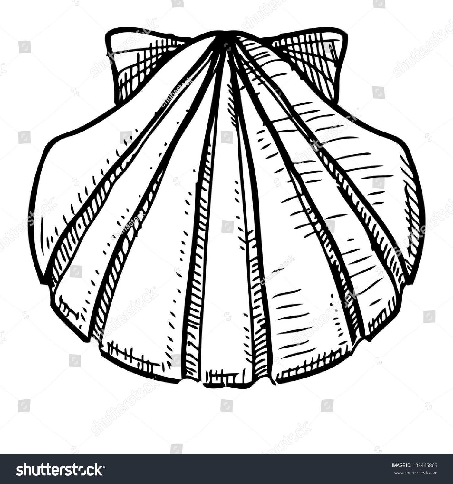 Sea Shell Hand Drawing Sketch Vector Stock Vector 102445865 - Shutterstock
