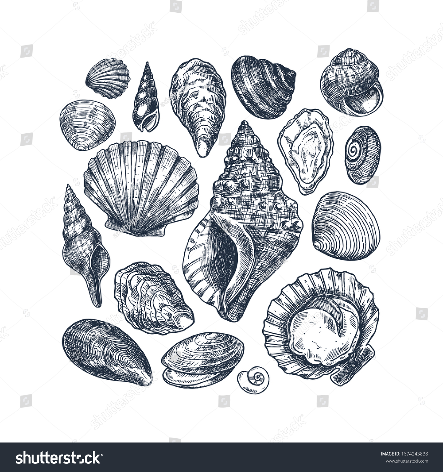 Seashell Vintage Collection Engraved Style Set Stock Vector (Royalty ...