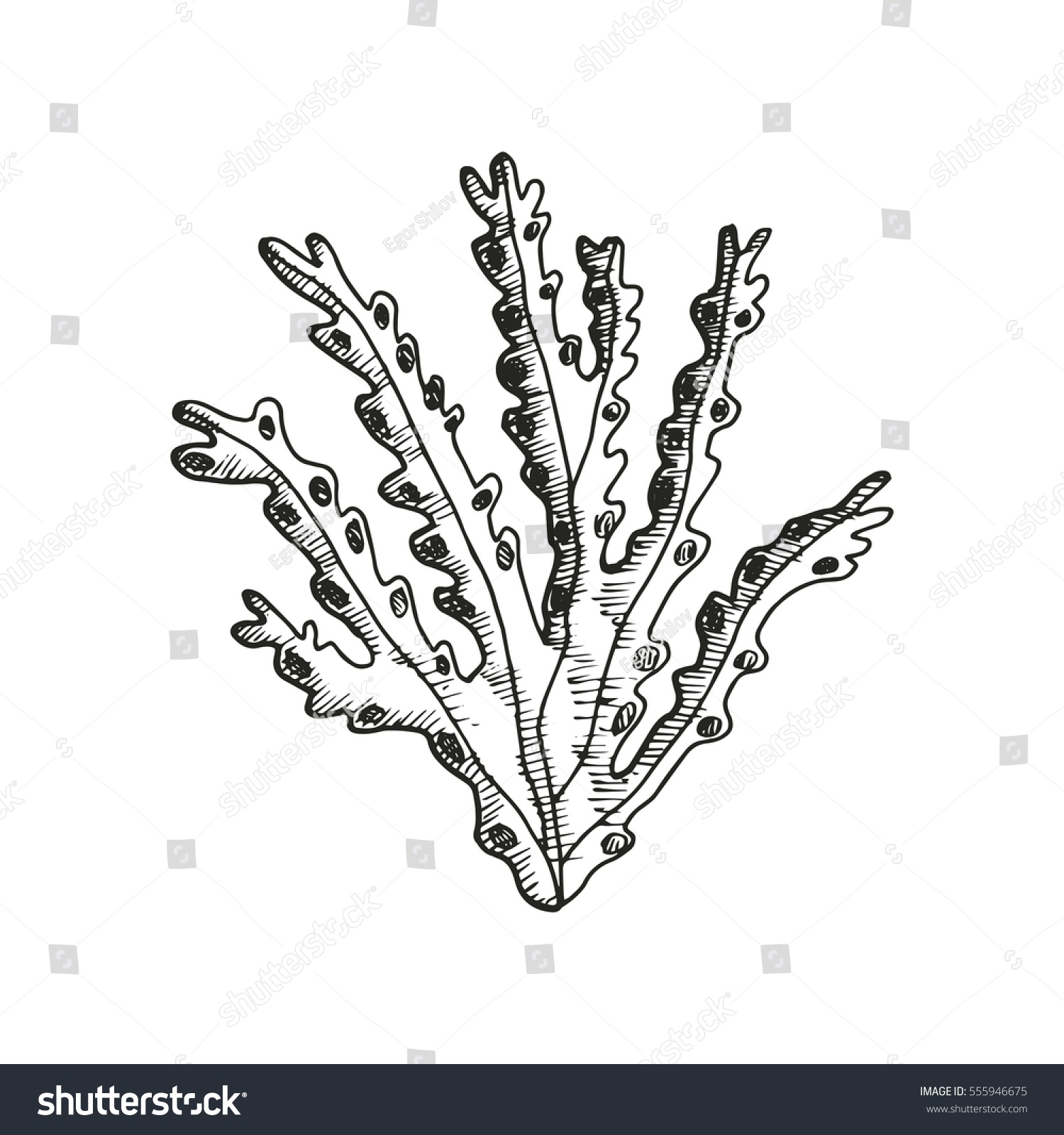 Seaweed Drawing Vector Illustration Stock Vector (Royalty Free) 555946675
