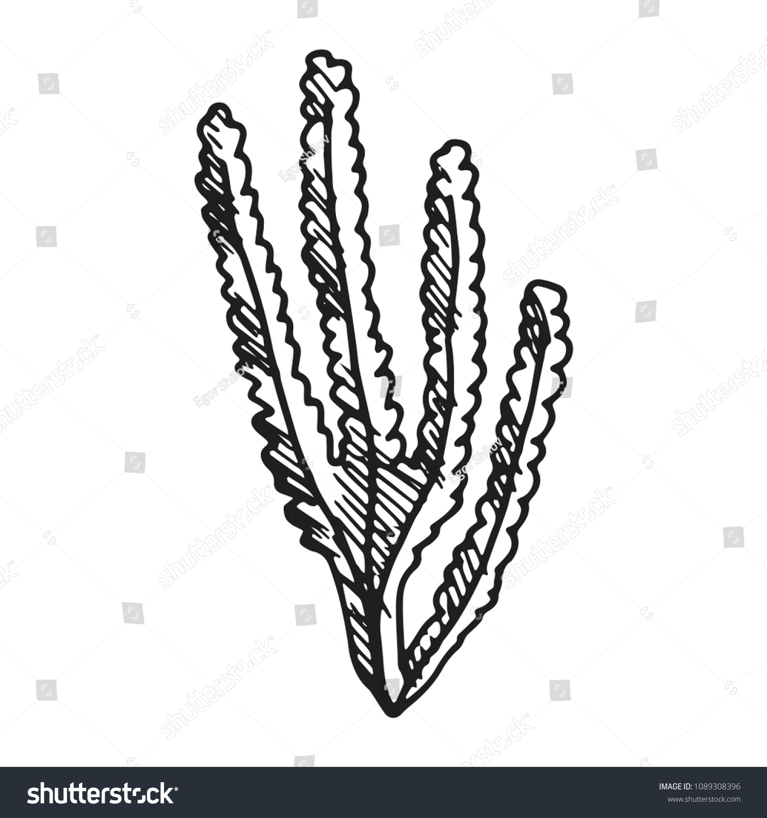 Seaweed Vector Sketch Drawing Isolated Stock Vector (Royalty Free ...