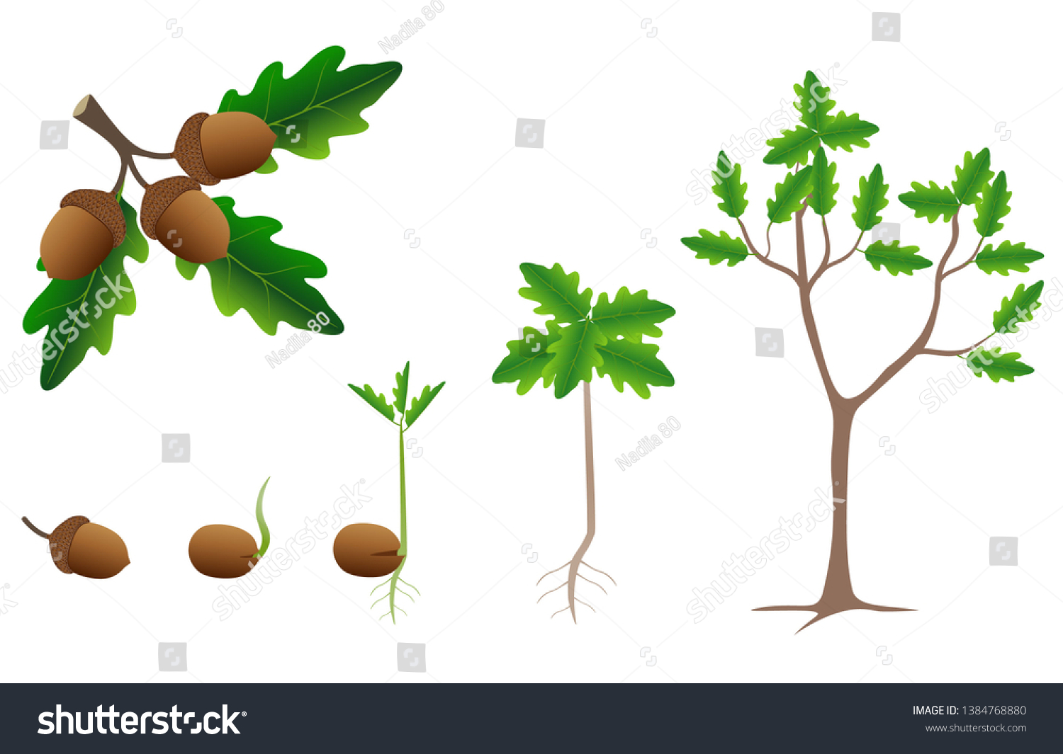Sequence Oak Tree Growing Isolated On Stock Vector (Royalty Free ... Sequence Oak Tree Growing Isolated On Stock Vector (Royalty Free ...