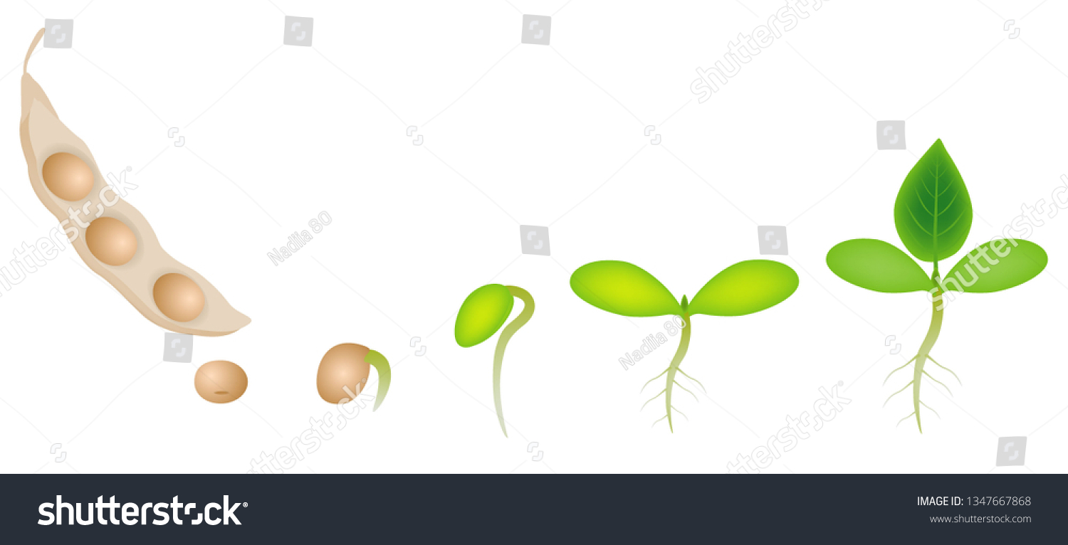 Sequence Soybean Plant Growing Isolated On: vector de stock (libre de ... Sequence Soybean Plant Growing Isolated On: vector de stock (libre de ...