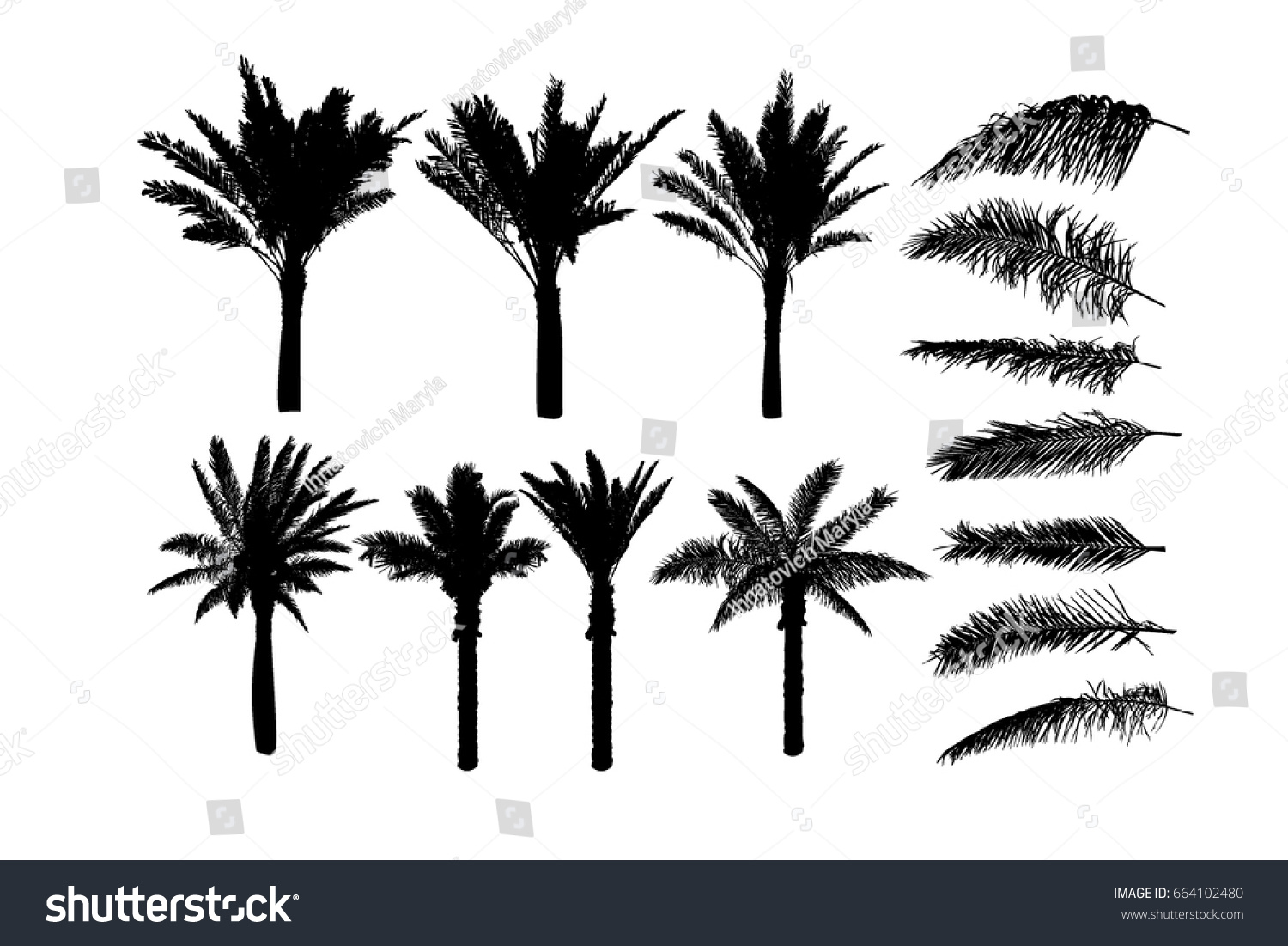 Set Object Tracing Palm Tree Vector Stock Vector (Royalty Free) 664102480