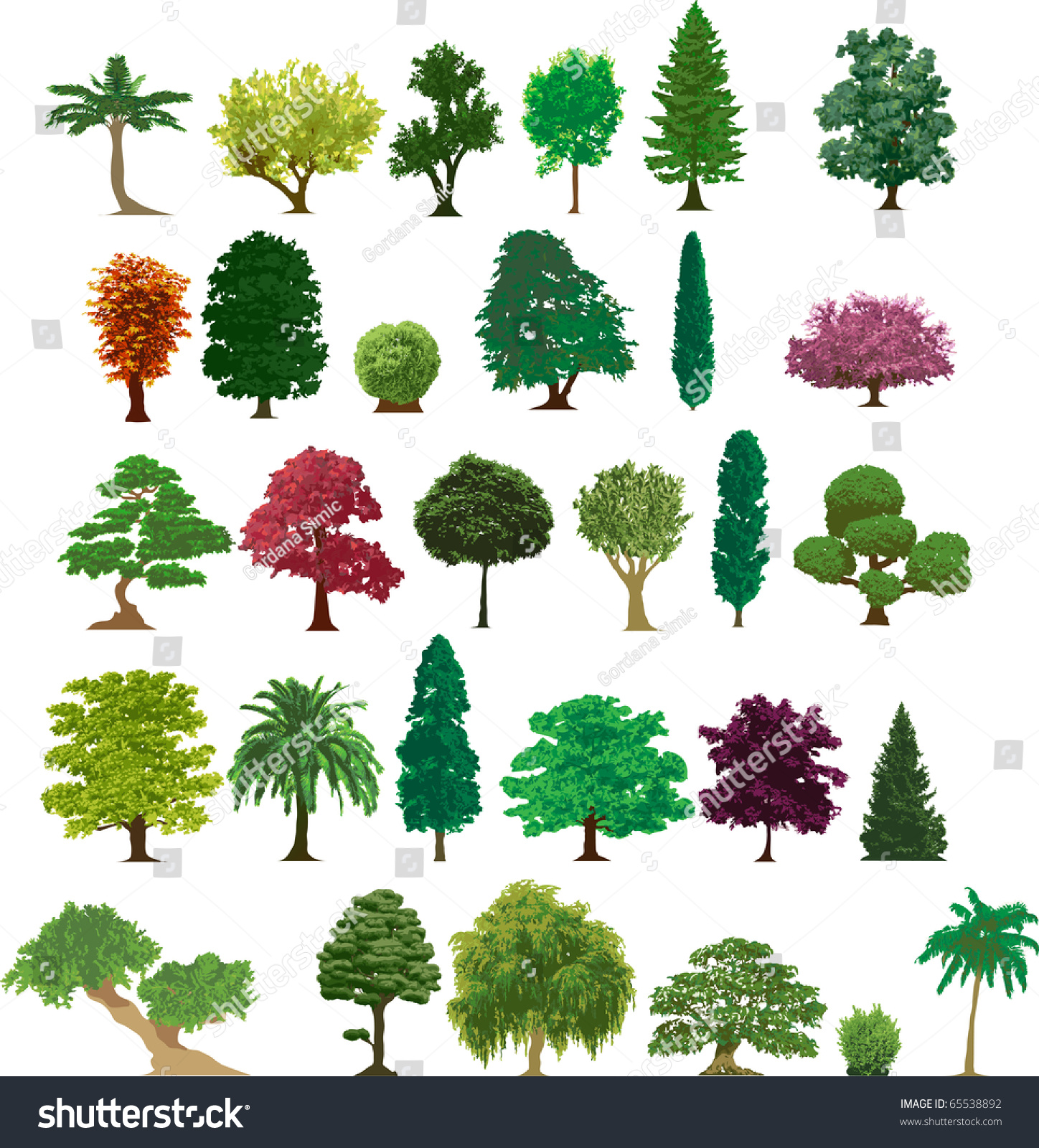 Collection 104+ Pictures Different Kind Of Trees With Pictures Stunning