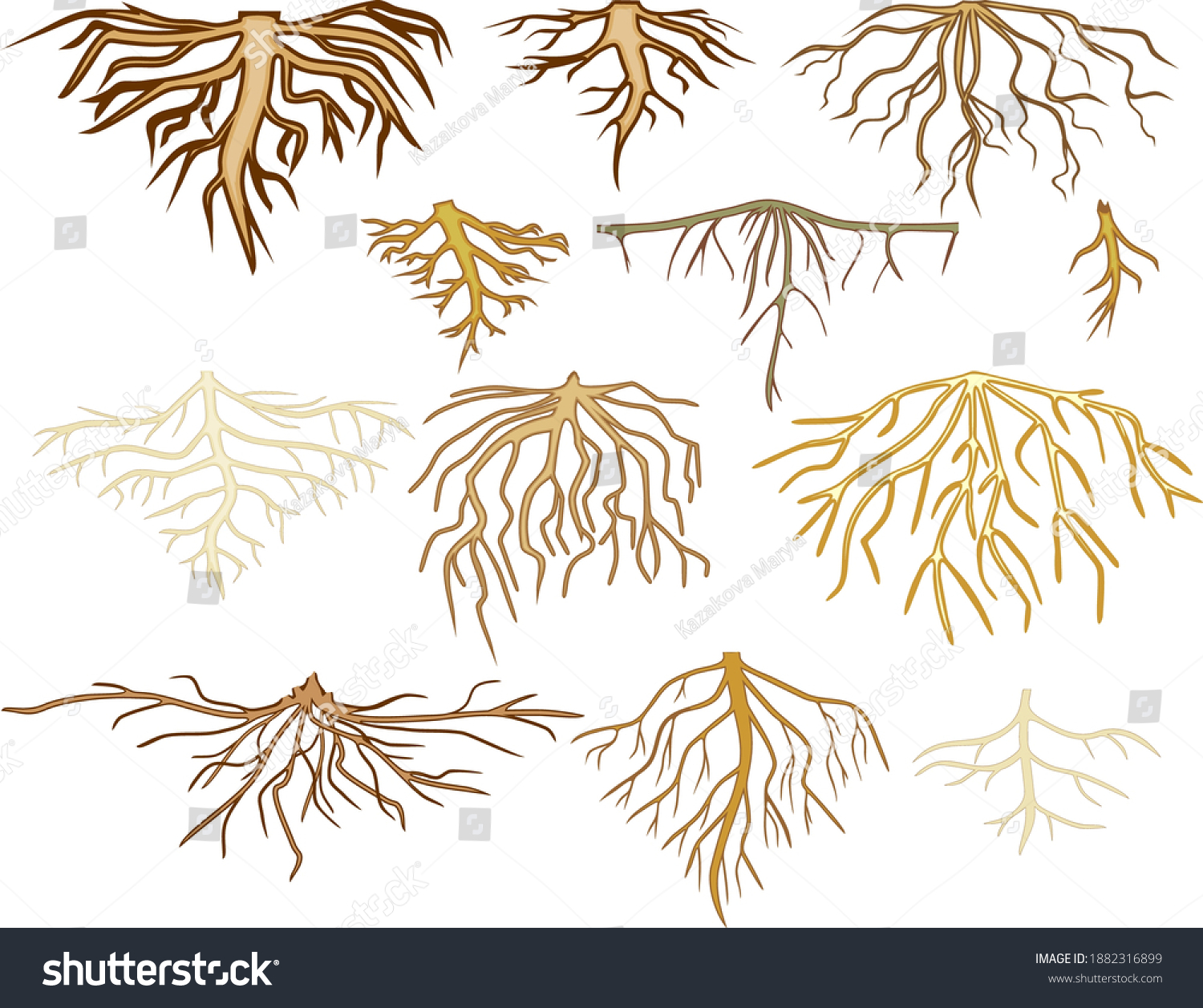 Set Different Types Root Systems Isolated Stock Vector (Royalty Free ... Set Different Types Root Systems Isolated Stock Vector (Royalty Free ...
