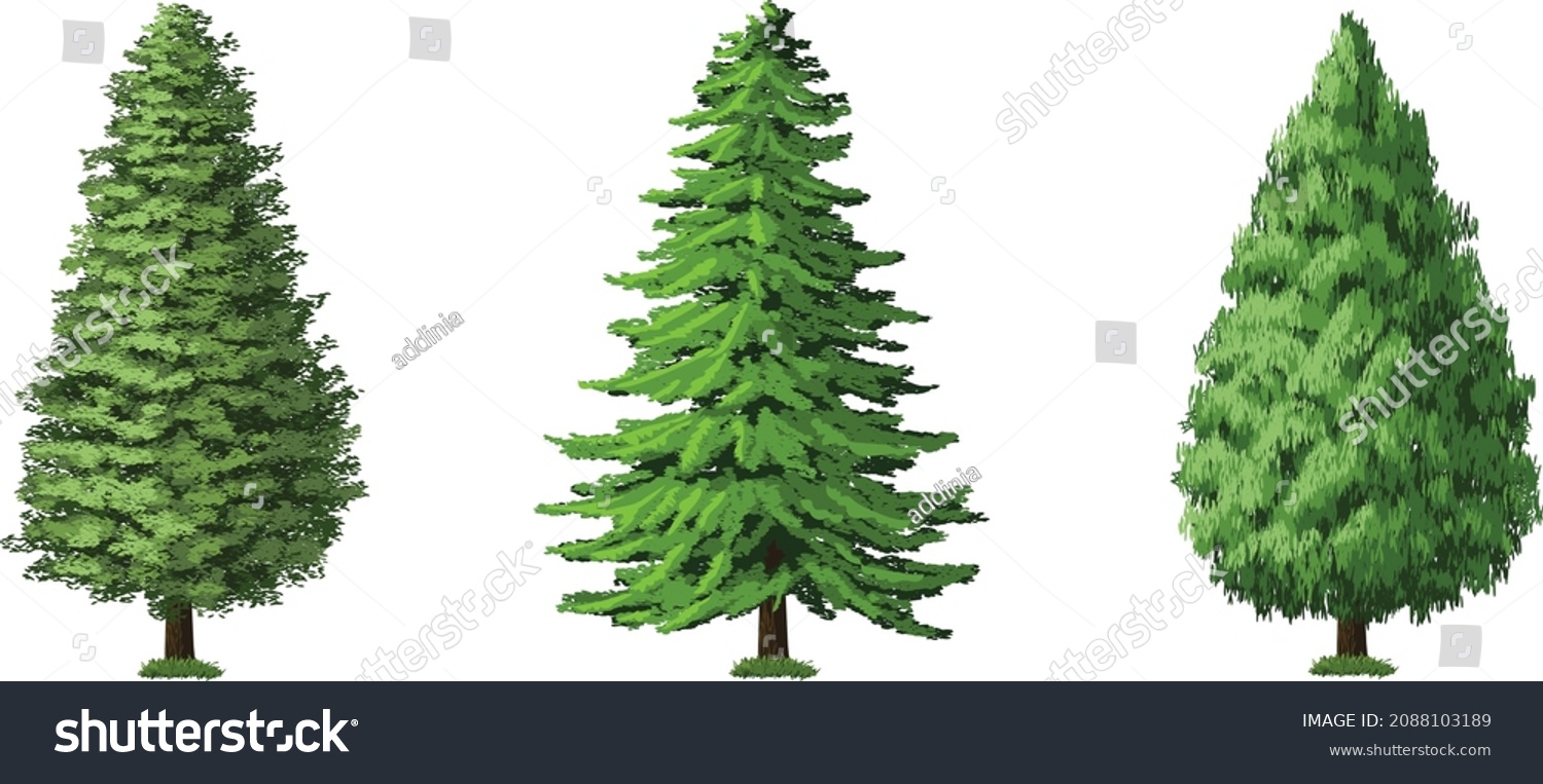 Set Pine Trees Vector Three Types Stock Vector (Royalty Free) 2088103189