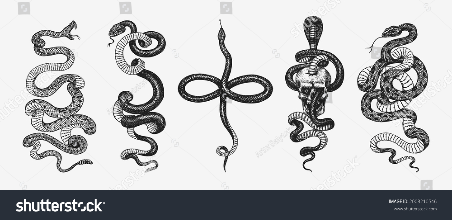 77 Boid Images, Stock Photos & Vectors | Shutterstock