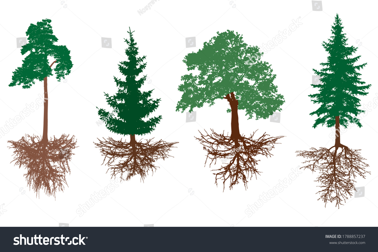 Set Trees Roots Pine Spruces Oak Stock Vector (Royalty Free) 1788857237 ... Set Trees Roots Pine Spruces Oak Stock Vector (Royalty Free) 1788857237 ...