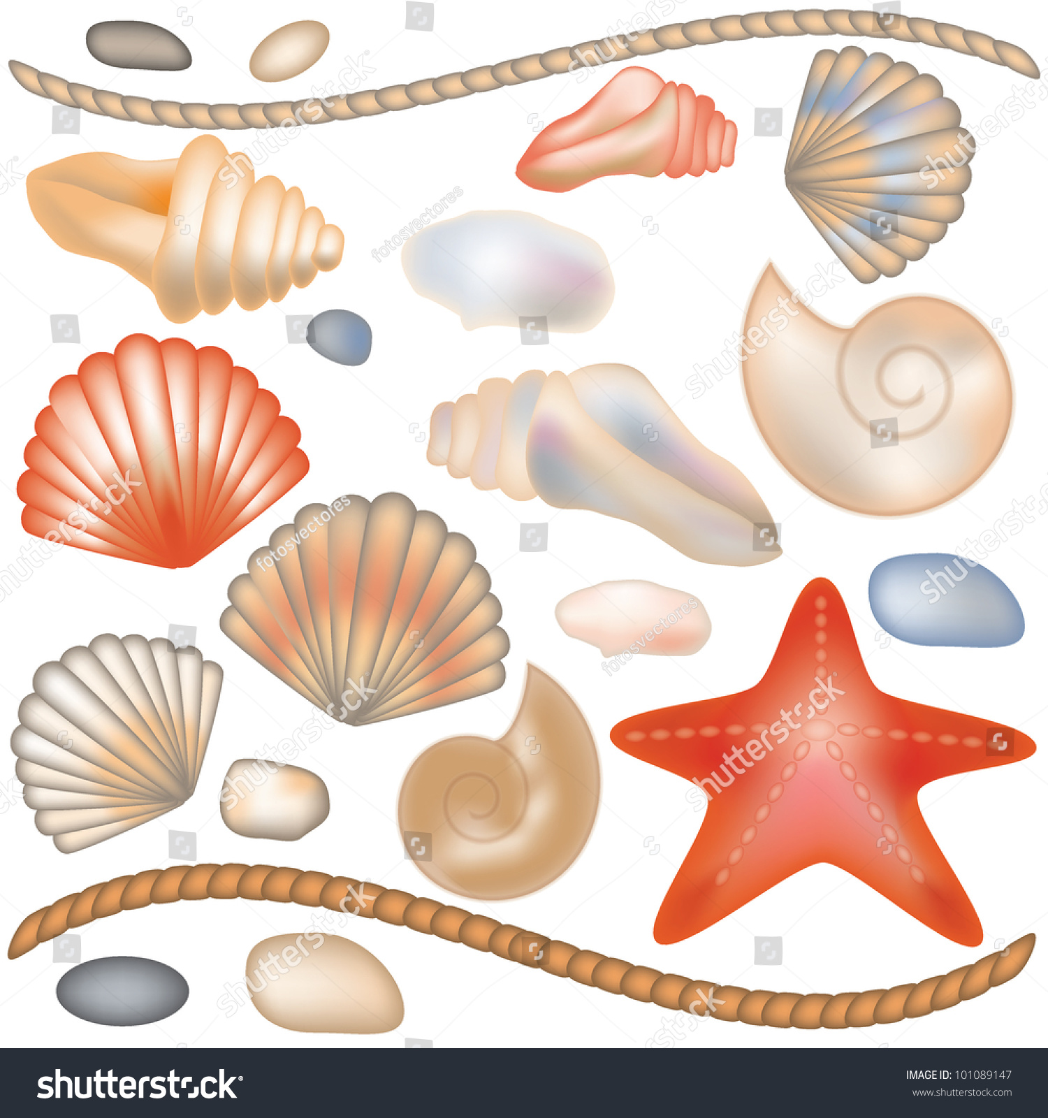 Set Seashells Starfish Isolated Vector Illustration Stock Vector ...