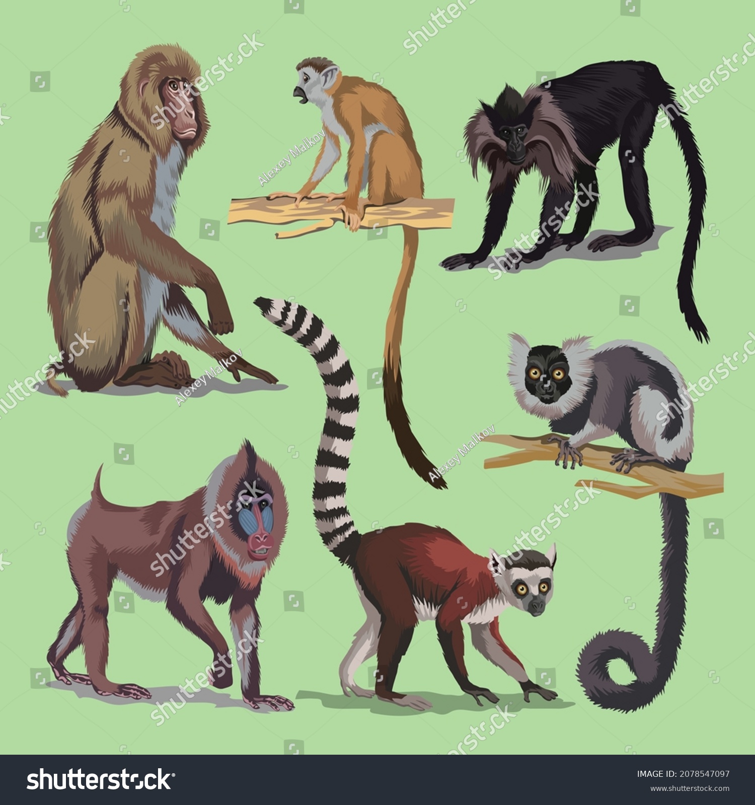 Set Different Primates Monkeys Animals Collection Stock Vector (Royalty ... Set Different Primates Monkeys Animals Collection Stock Vector (Royalty ...