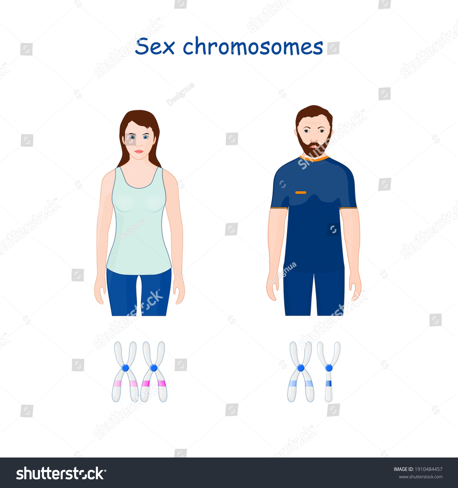 Sex Chromosomes X Y Chromosome Allosomes стоковая векторная графика