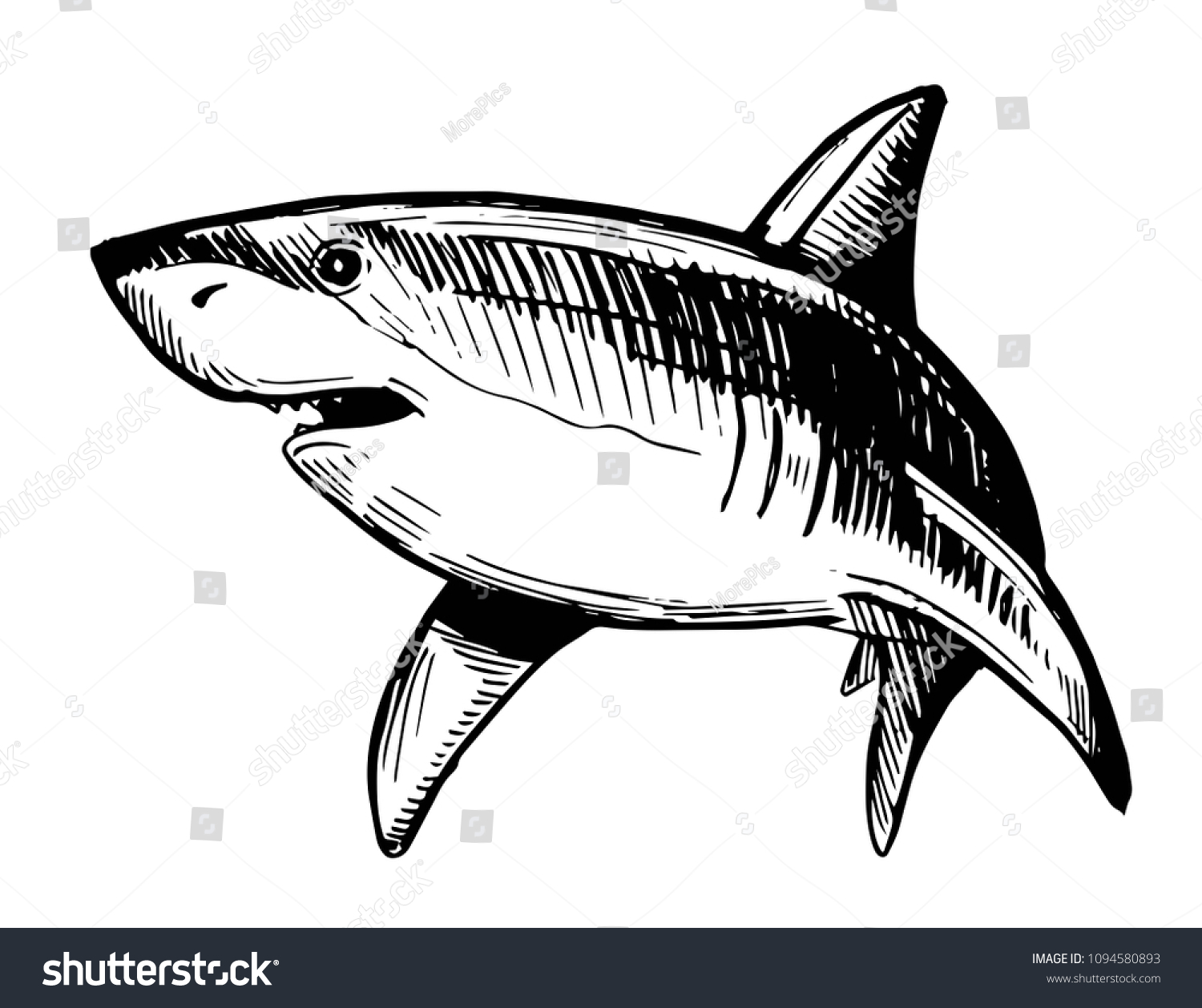 Shark Sketch Vector Illustration Stock Vector (Royalty Free) 1094580893