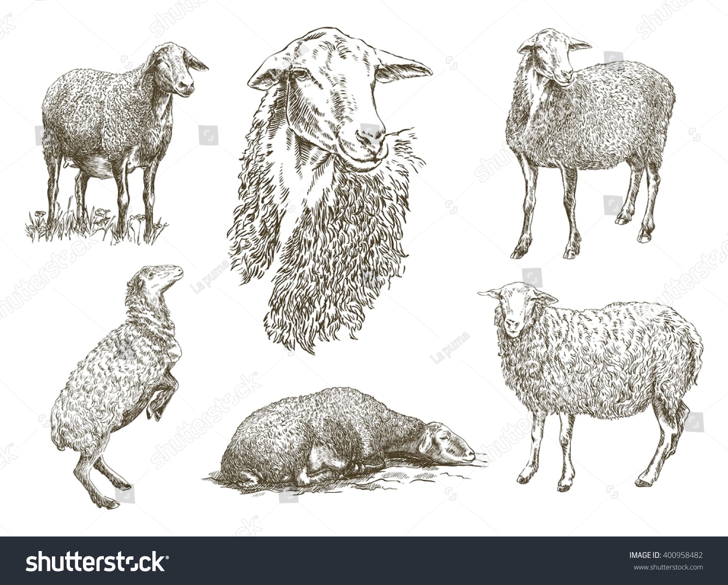 Sheep Breeding Sketch Stock Vector (Royalty Free) 400958482 | Shutterstock