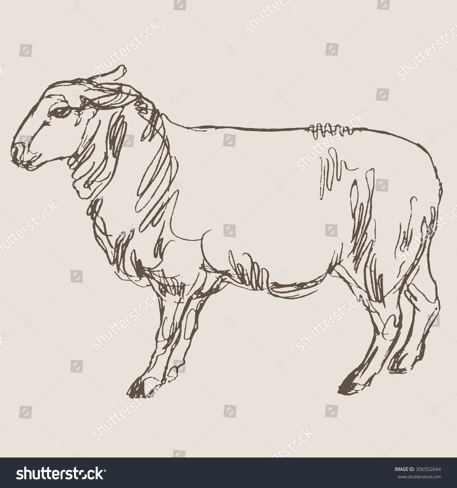 Sheep Hand Draw Sketch Vector 스톡 벡터(로열티 프리) 306552644 | Shutterstock