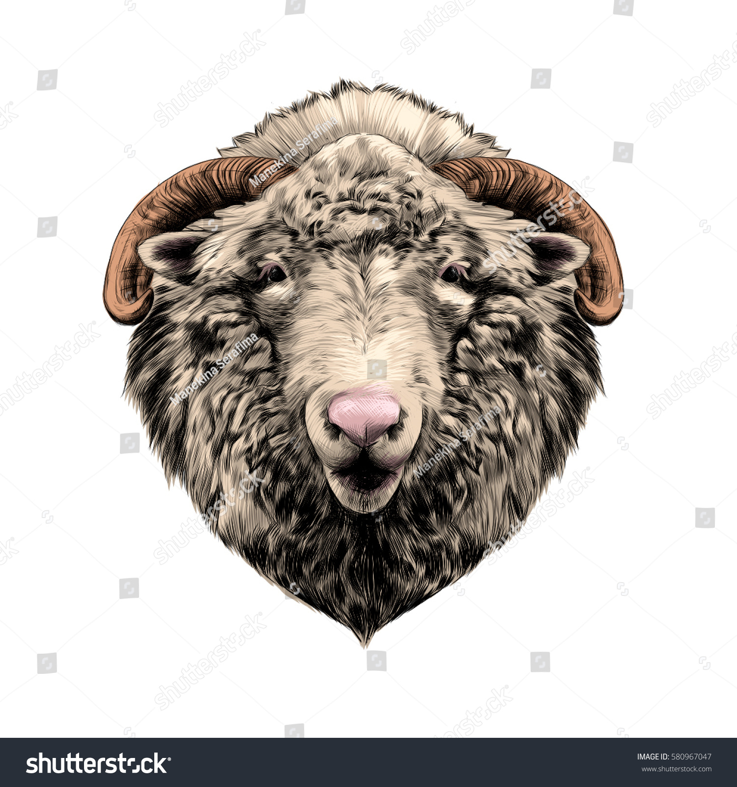 Sheep Head Vector Color Drawing Stock Vector (Royalty Free) 580967047