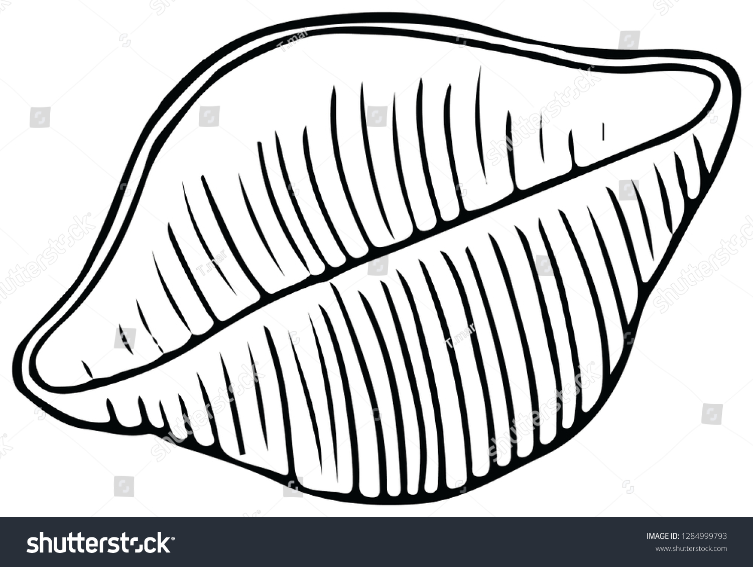 Shell Pasta Outline Drawing Vector Stock Vector (Royalty Free ...