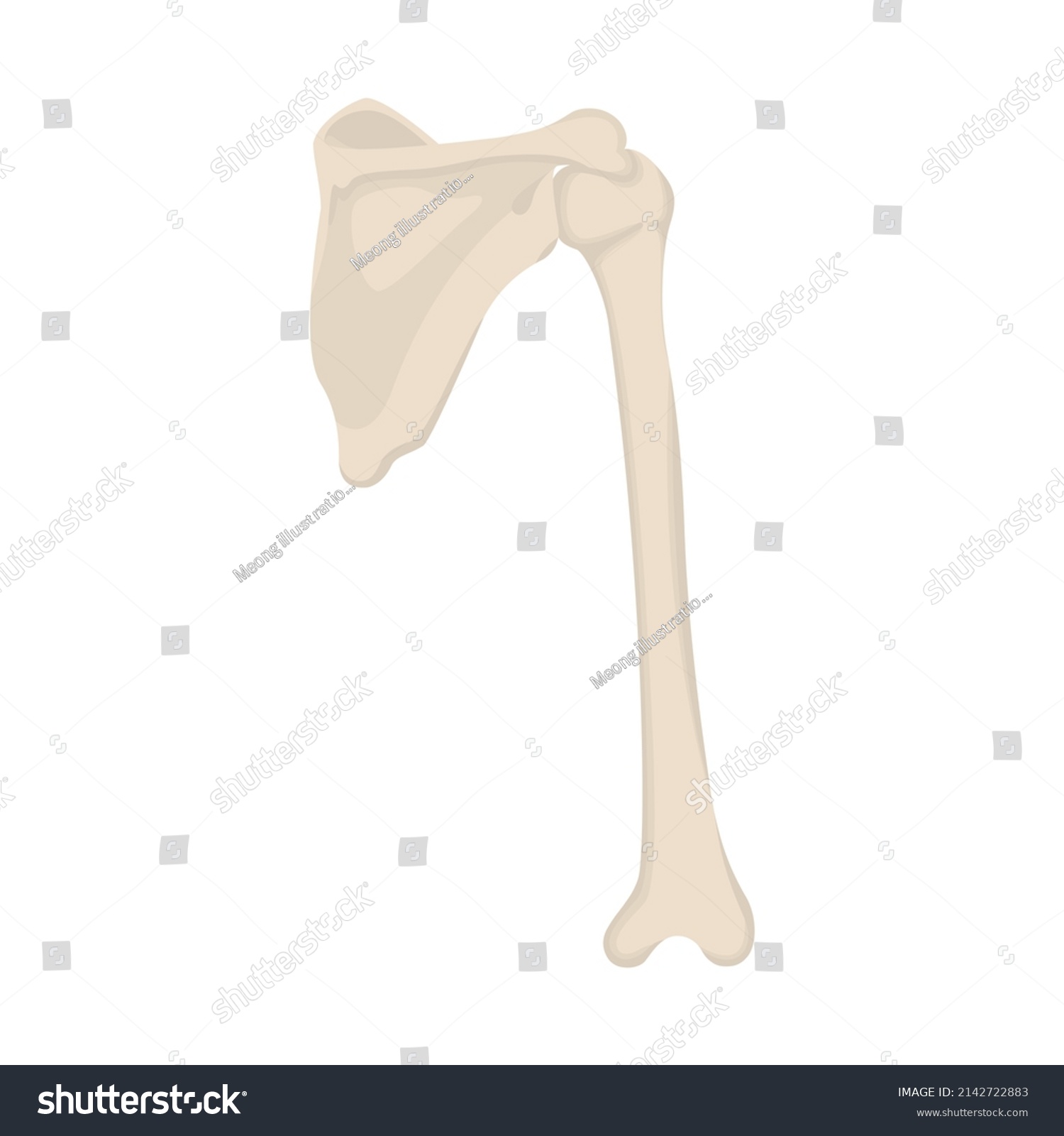 Shoulder Blade Bone Vector Flat Design Stock Vector (Royalty Free ...