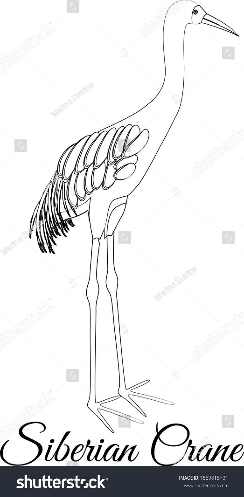 Siberian Crane Outline Vector Coloring: vector de stock (libre de ...