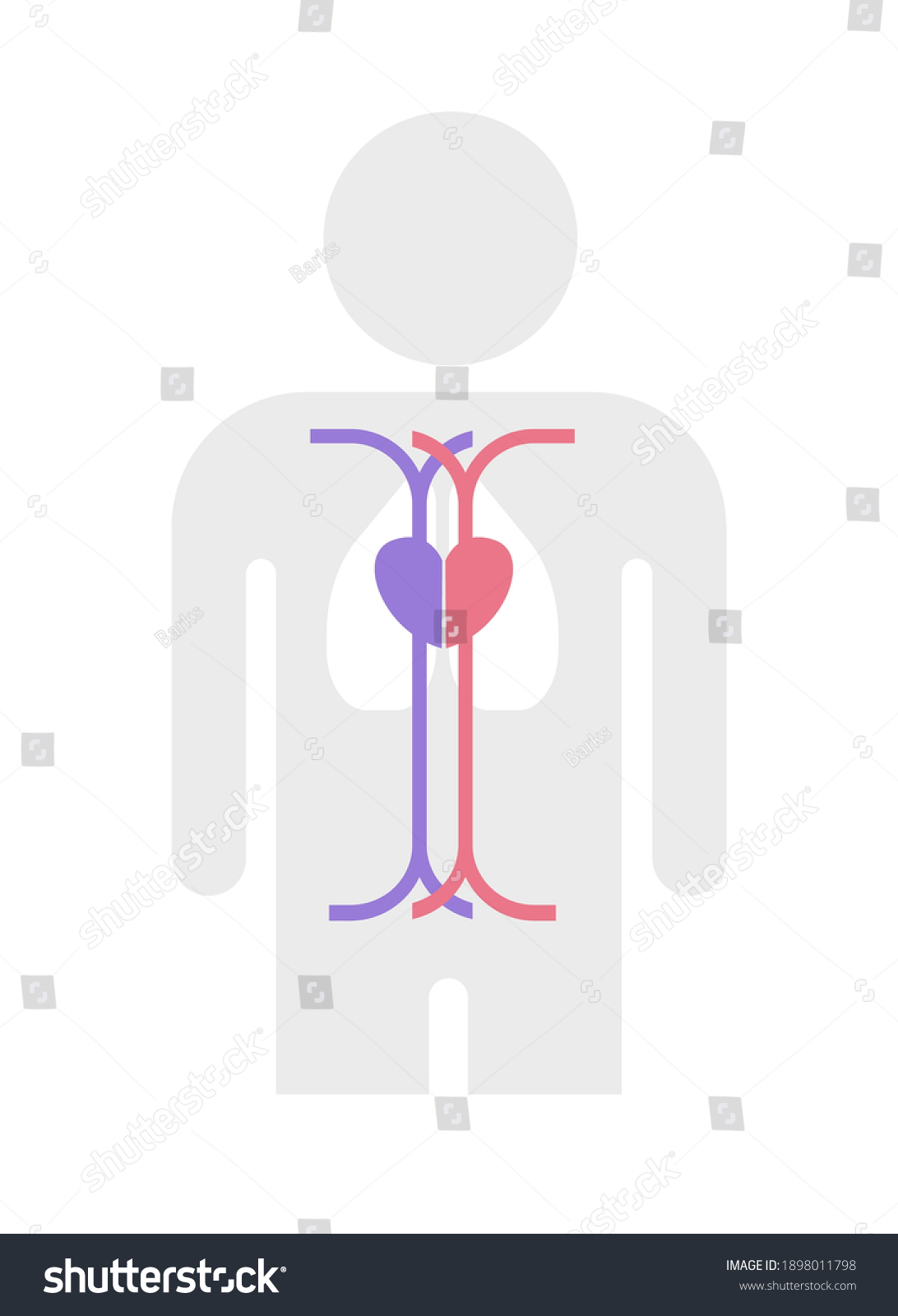 Simple Arteries Veins Structure Vector Illustration Stock Vector ...