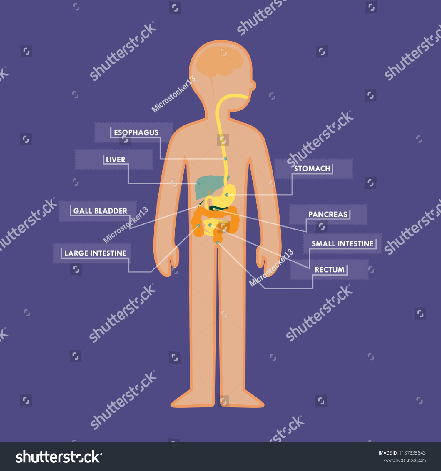 Simple Digestive System Cartoon Illustration: เวกเตอร์สต็อก (ปลอดค่า ...