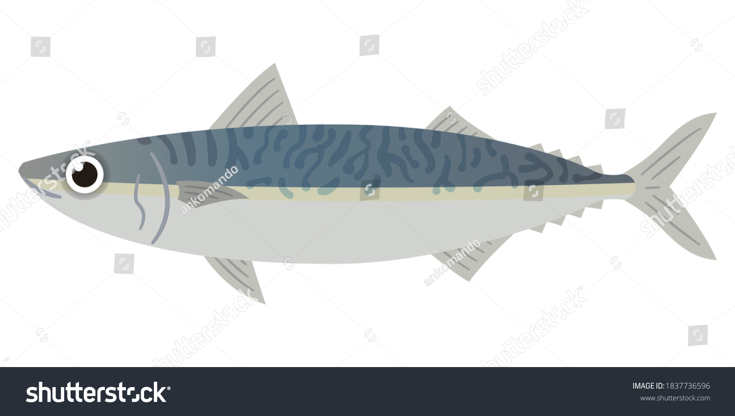 "Saba fish" - 8.719 Ảnh, vector và hình chụp có sẵn | Shutterstock