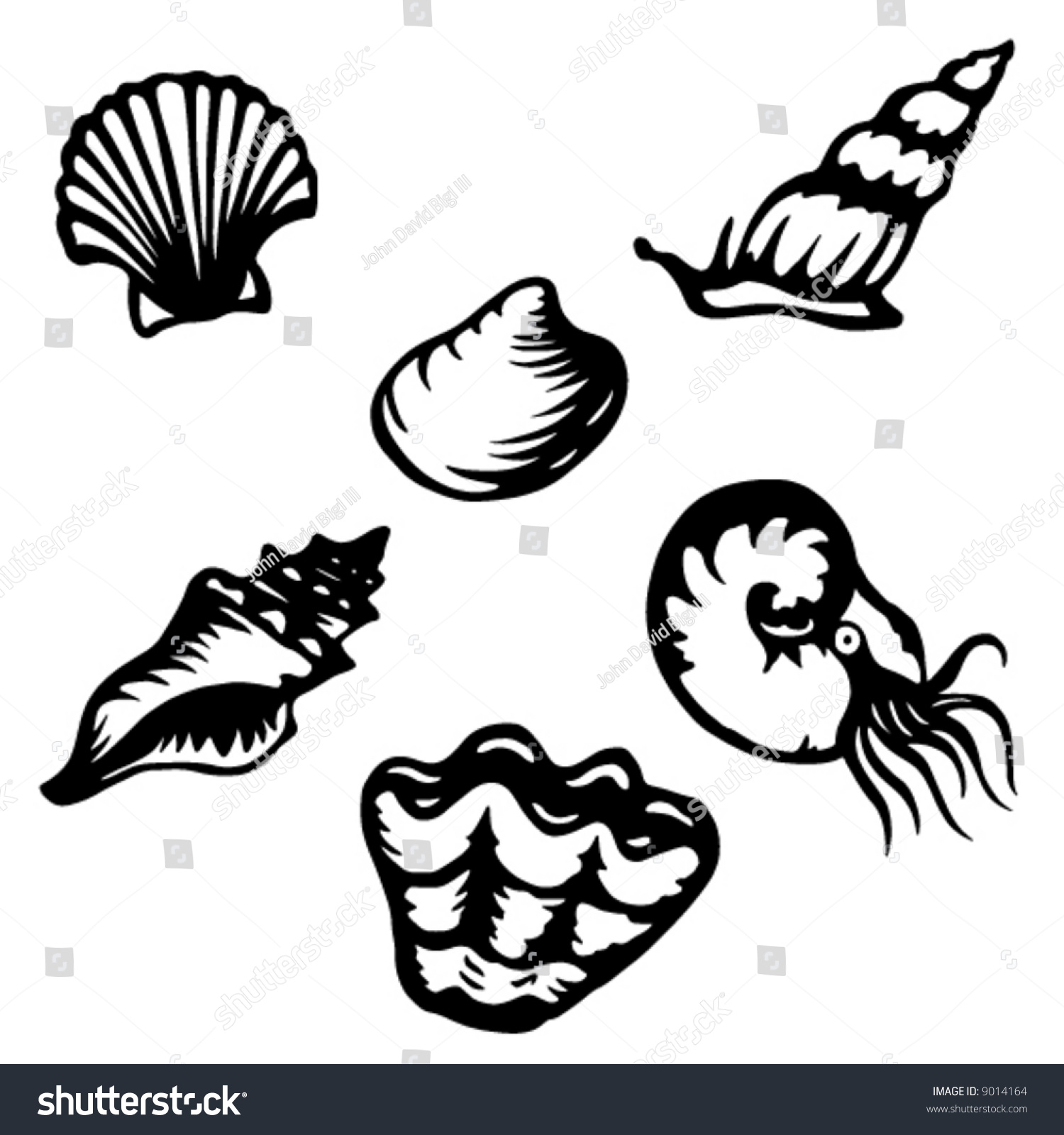 Six Highly Stylized Shell Mollusk Vector Stock Vector (Royalty Free ...