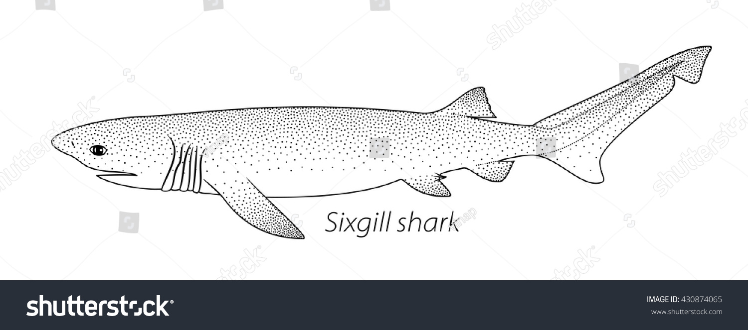 Sixgill Shark Stippled Vector Illustration Stock Vector 430874065 ...