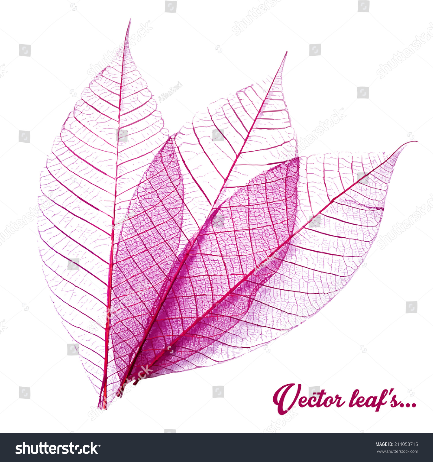 Skeletal Leave White Background Vector Illustration 库存矢量图（免版税）214053715 ...