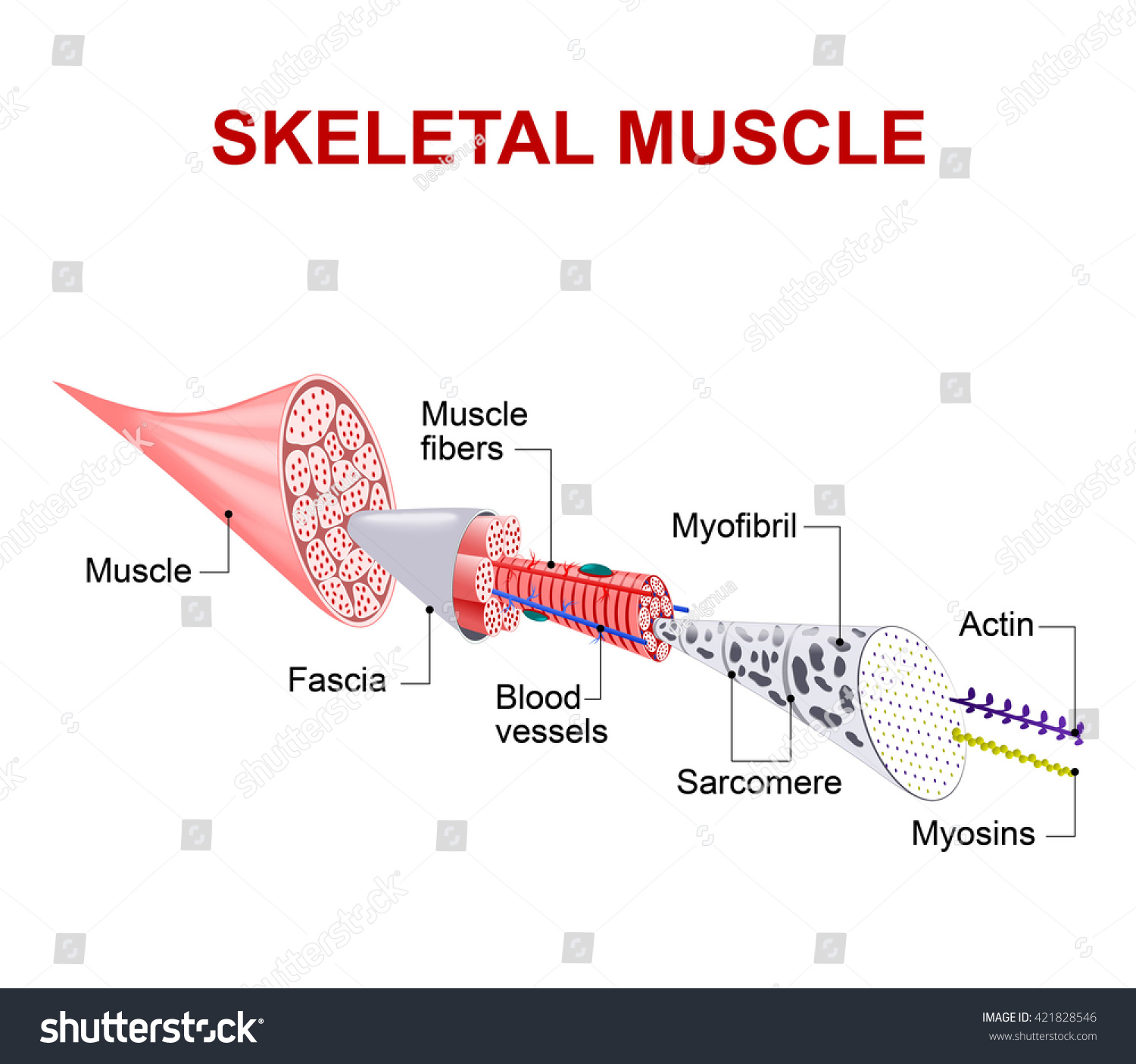 4.621 afbeeldingen voor Fascia muscles: afbeeldingen, stockfoto‘s en ...